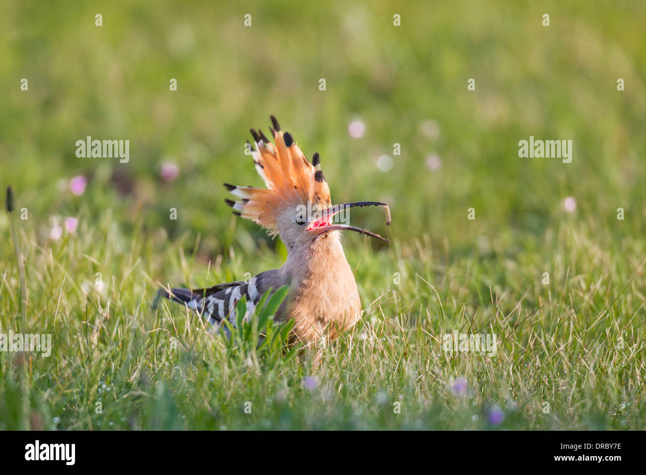 Upupa upupa hi-res stock photography and images - Alamy