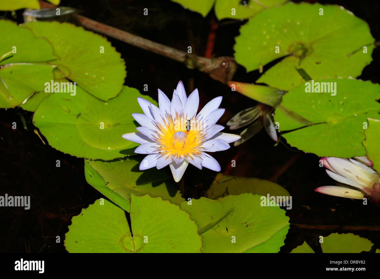 Nymphaea caerulea, also known as the Blue Egyptian water lily or sacred ...