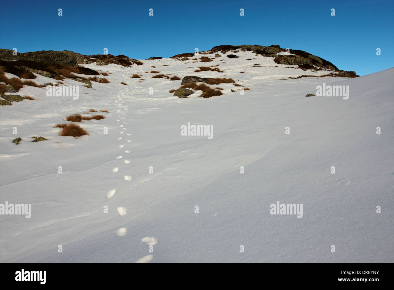 Winter track marks hi-res stock photography and images - Alamy