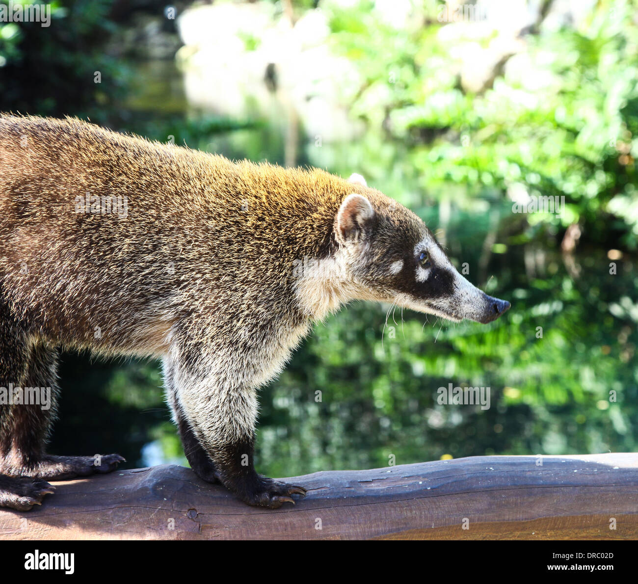 The white-nosed coati (Nasua narica), also known as coatimundi Mexico ...