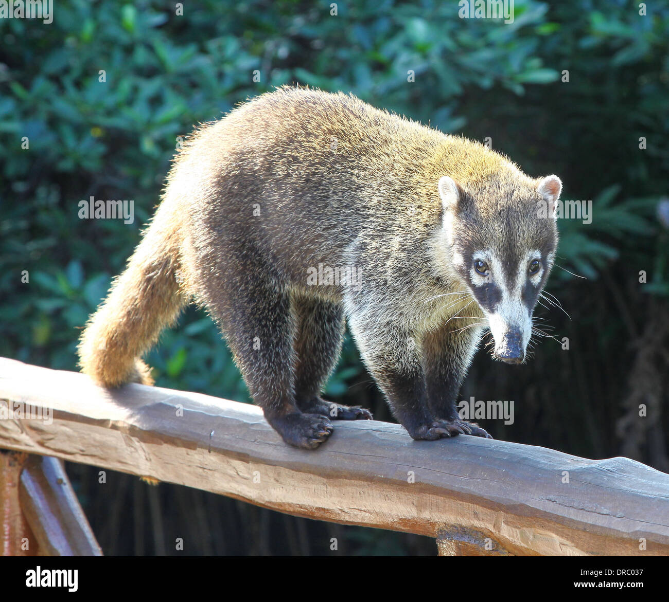 Coati Vs Coatimundi