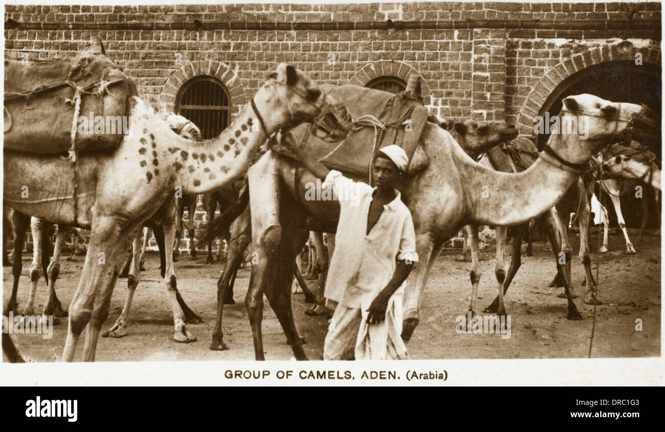 Yemen - Camel Caravan, Aden Stock Photo - Alamy