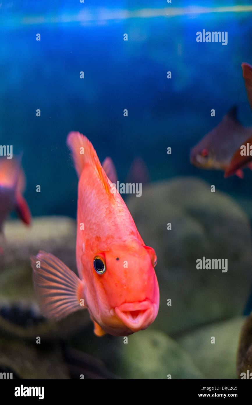 Trpoical fish for sale at a aquarium centre Stock Photo - Alamy