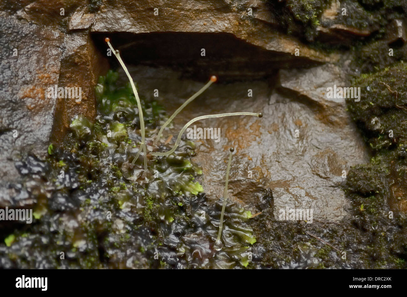 Setae hi-res stock photography and images - Alamy