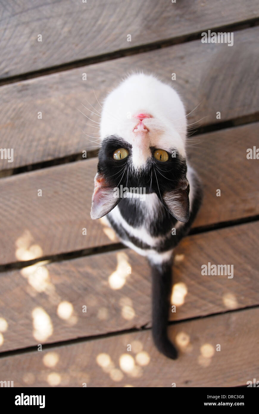 Cat looking up Stock Photo - Alamy