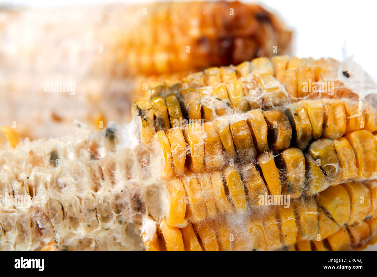 Rotten corn hi-res stock photography and images - Alamy