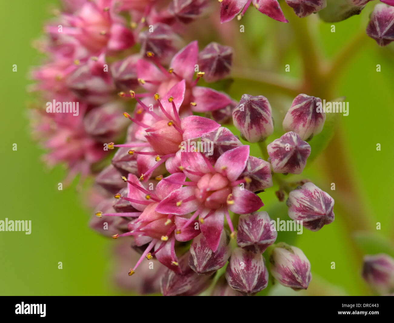 Orpine, Sedum telephium Stock Photo - Alamy