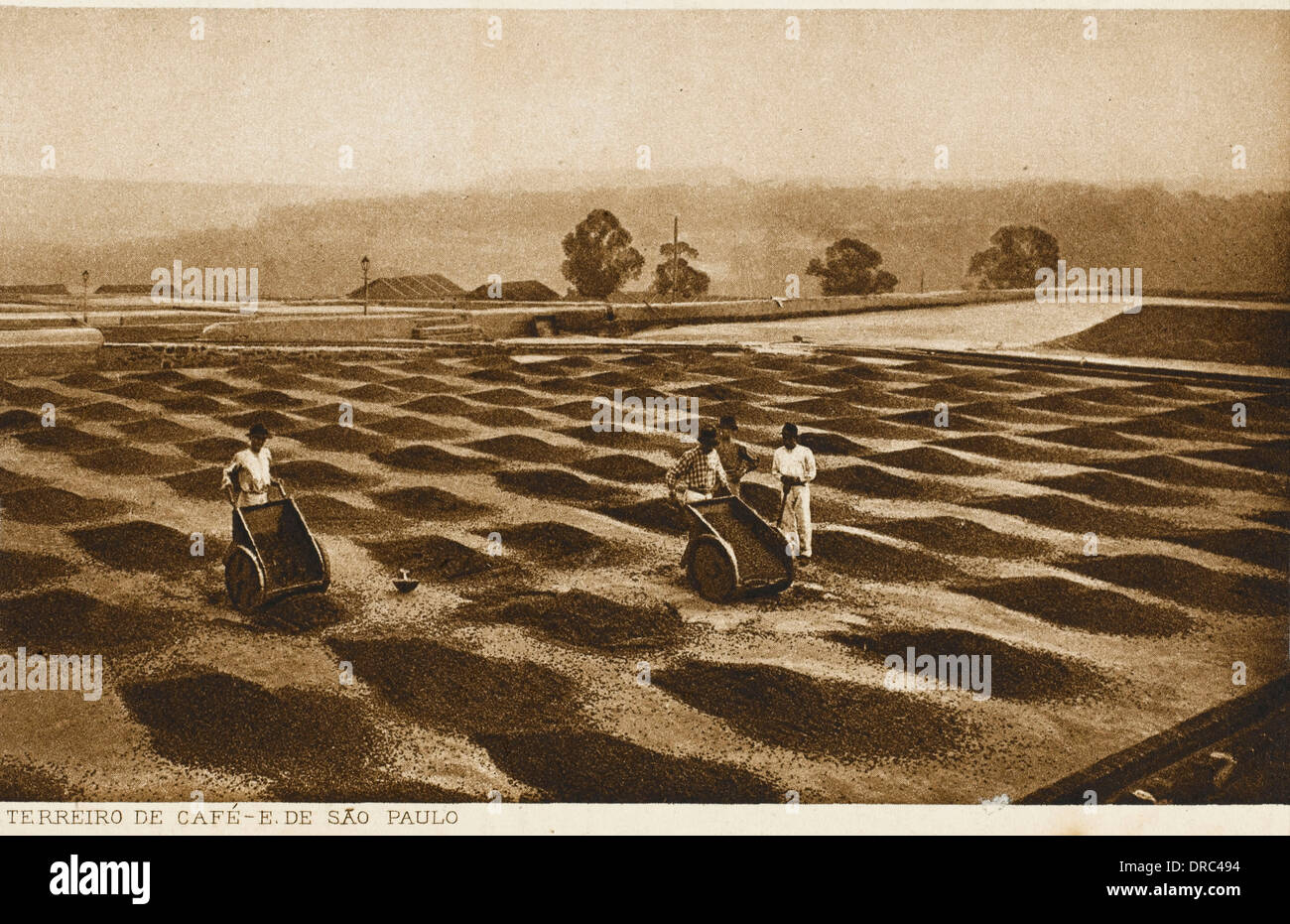 Drying coffee beans - Sao Paulo, Brazil Stock Photo - Alamy