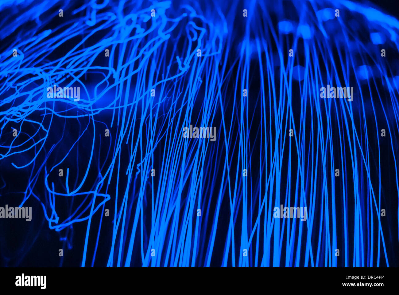 An abstract background from moving fiber optic lights Stock Photo - Alamy