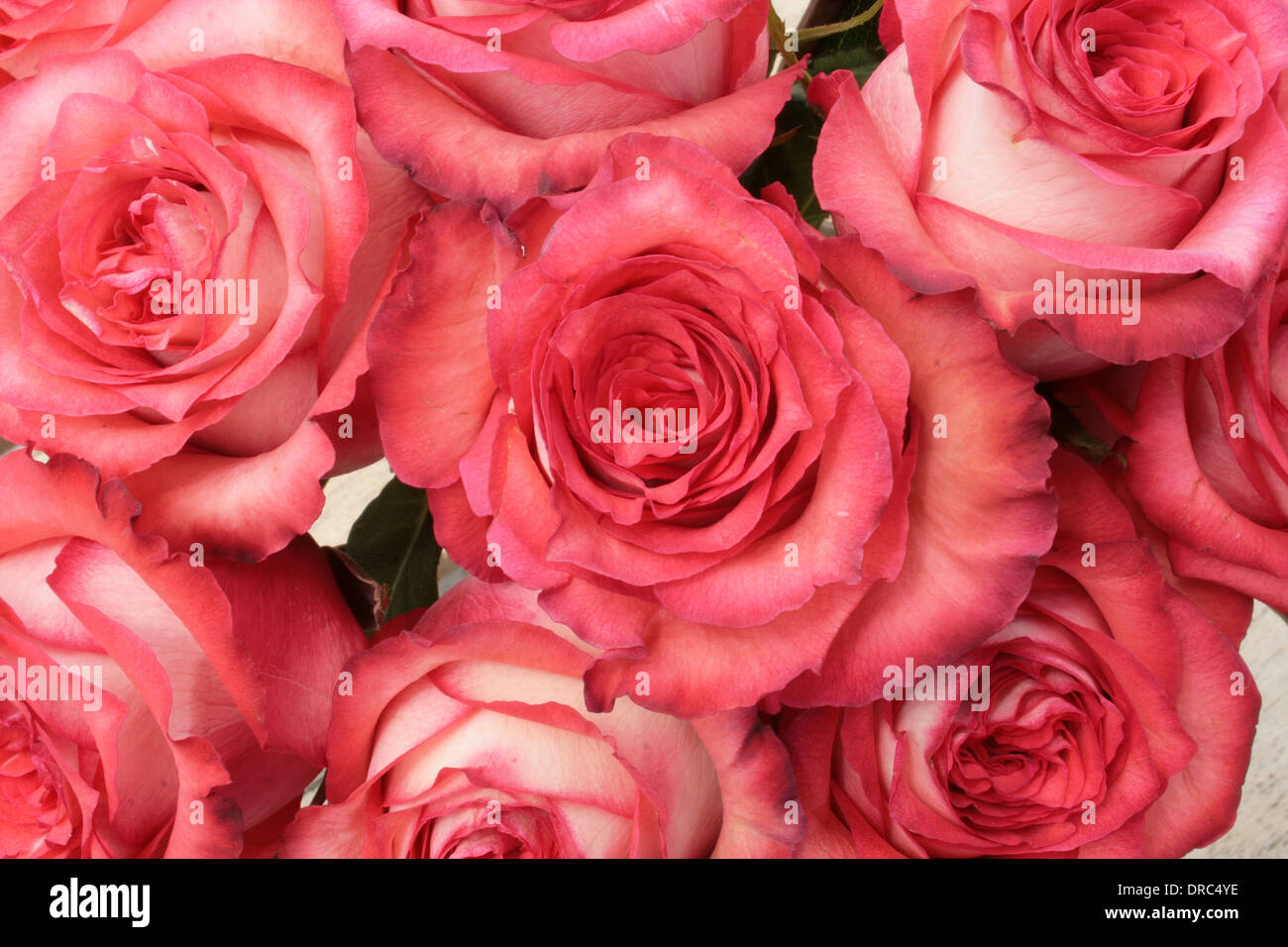 Red roses in a bouquet of fresh flowers in Cotacachi, Ecuador Stock ...