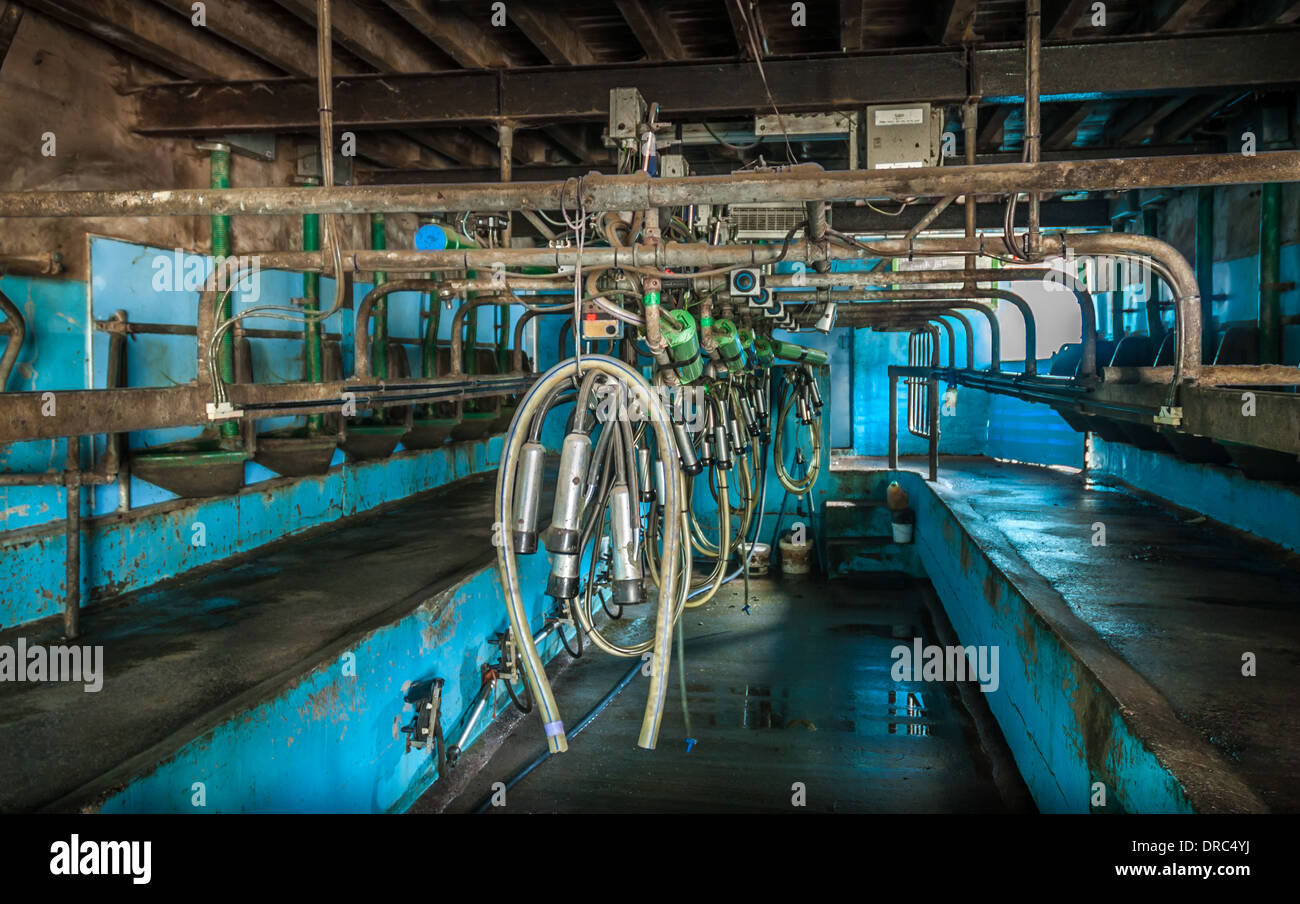 Cow milking parlor hi-res stock photography and images - Alamy