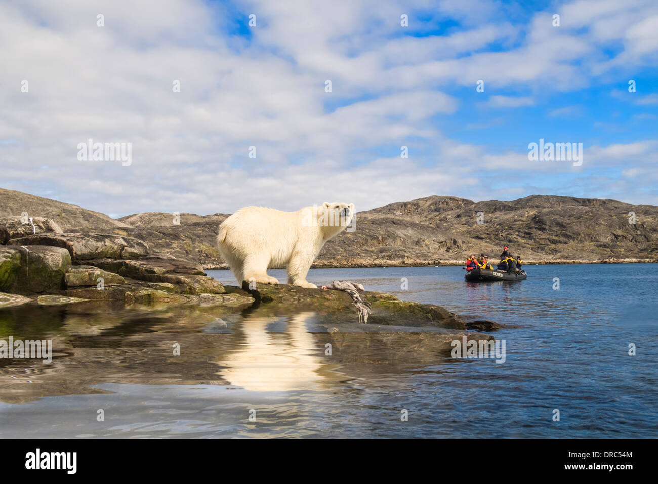 Polar Bear (Ursus maritimus) feeding on a seal carcass, Labrador ...