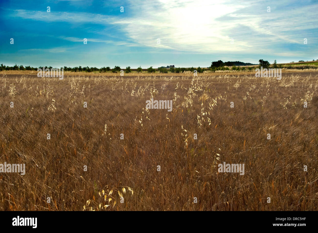 Cereal farm greece hi-res stock photography and images - Alamy