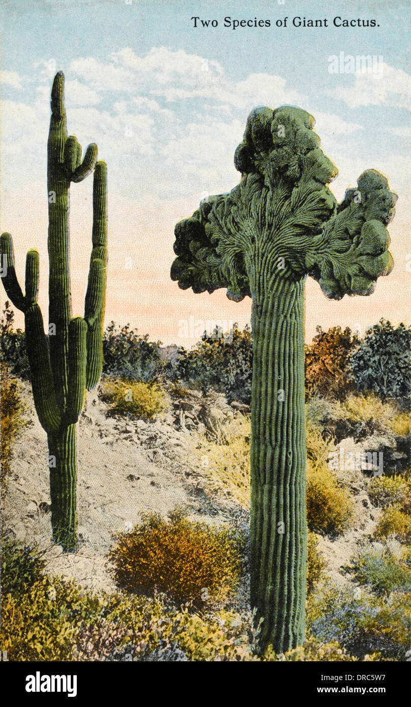Two species of Giant Cactus - California Stock Photo - Alamy
