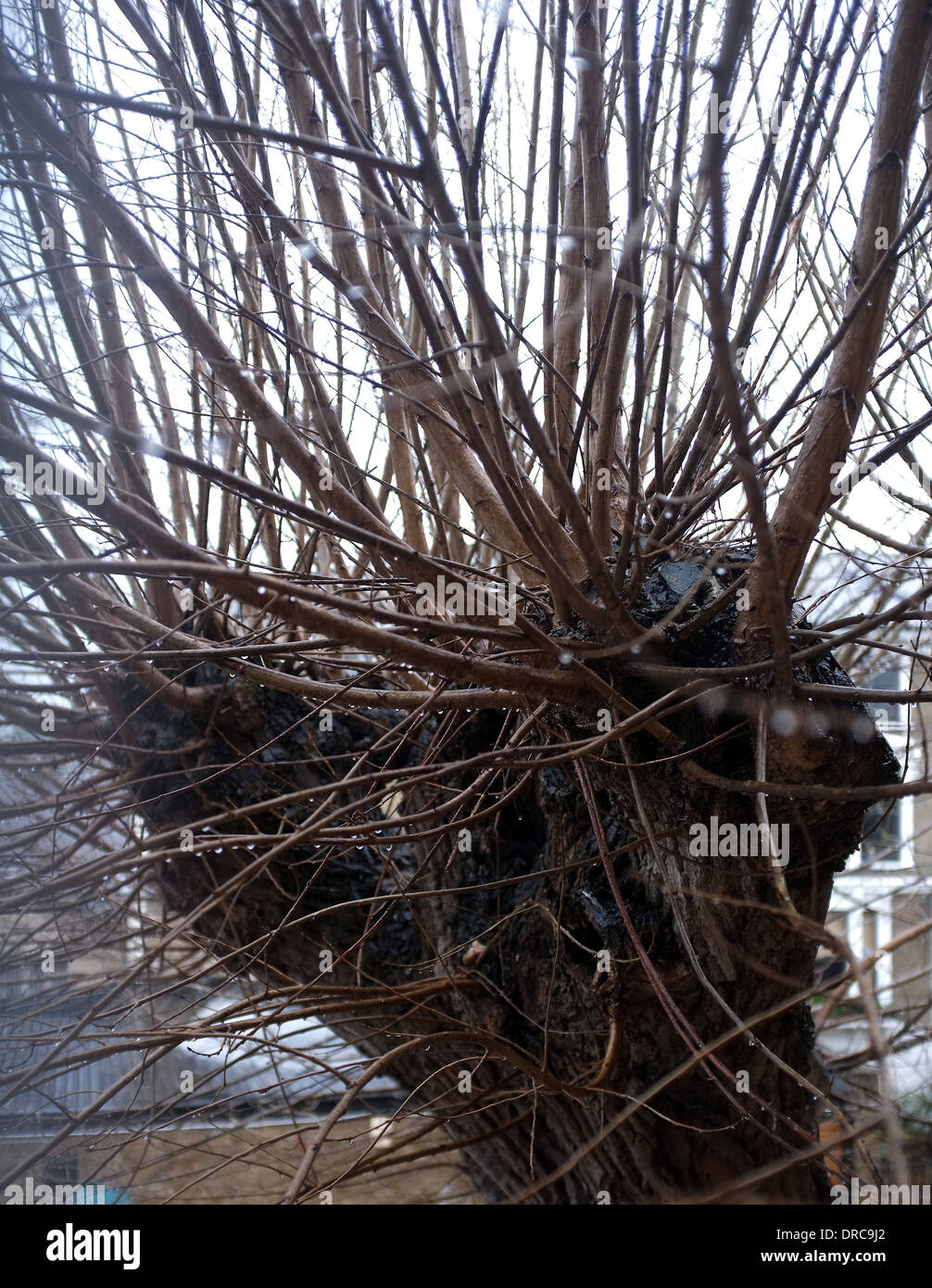 Chaotic branches hi-res stock photography and images - Alamy