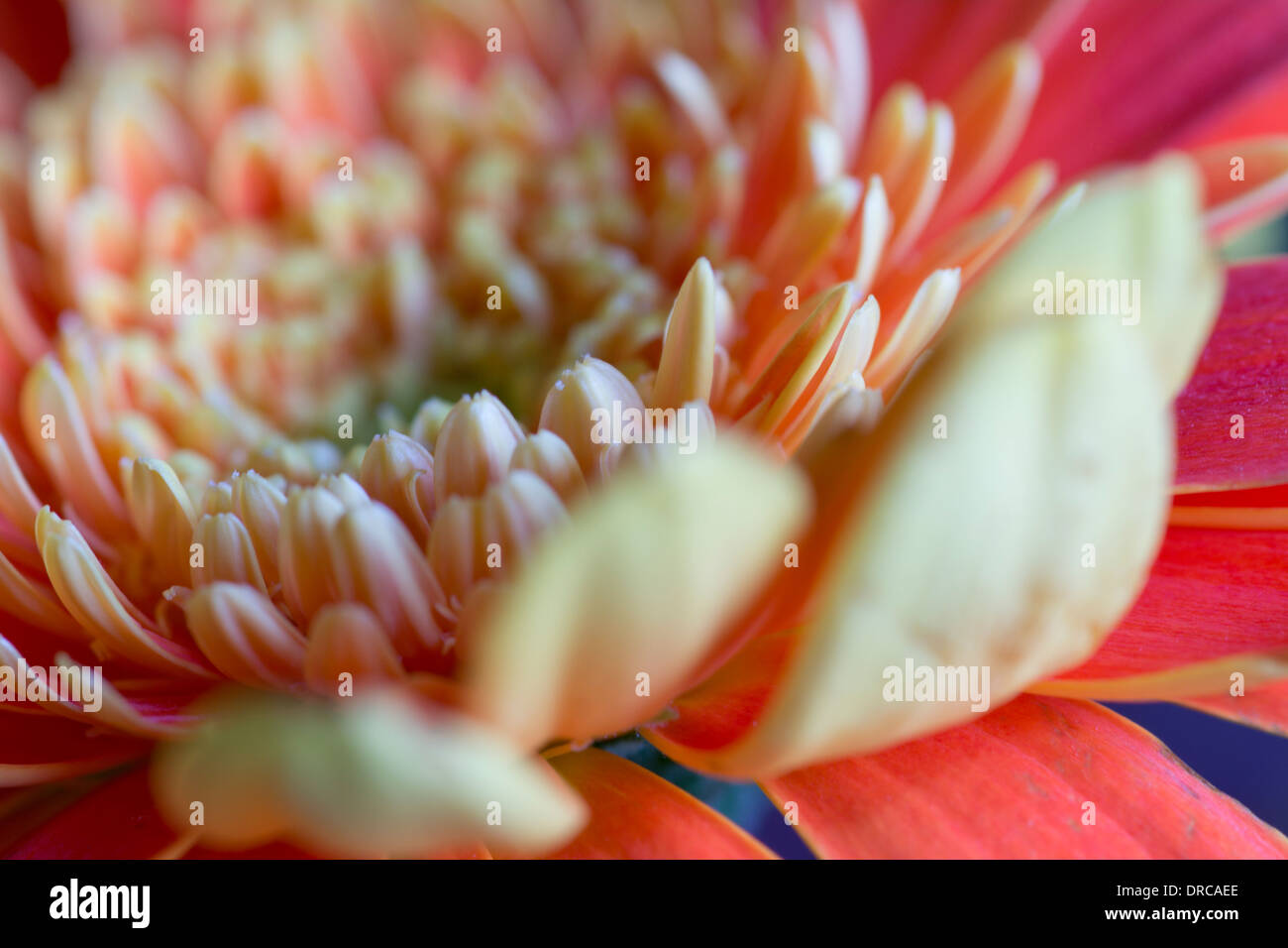 African gerbera hi-res stock photography and images - Alamy