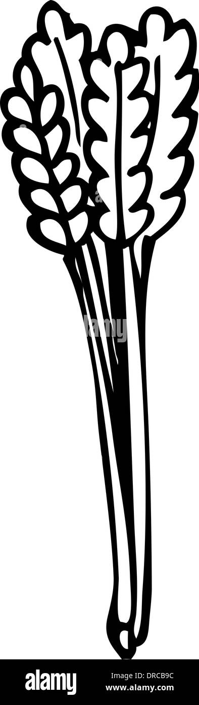 Corn cartoon character Black and White Stock Photos & Images - Alamy
