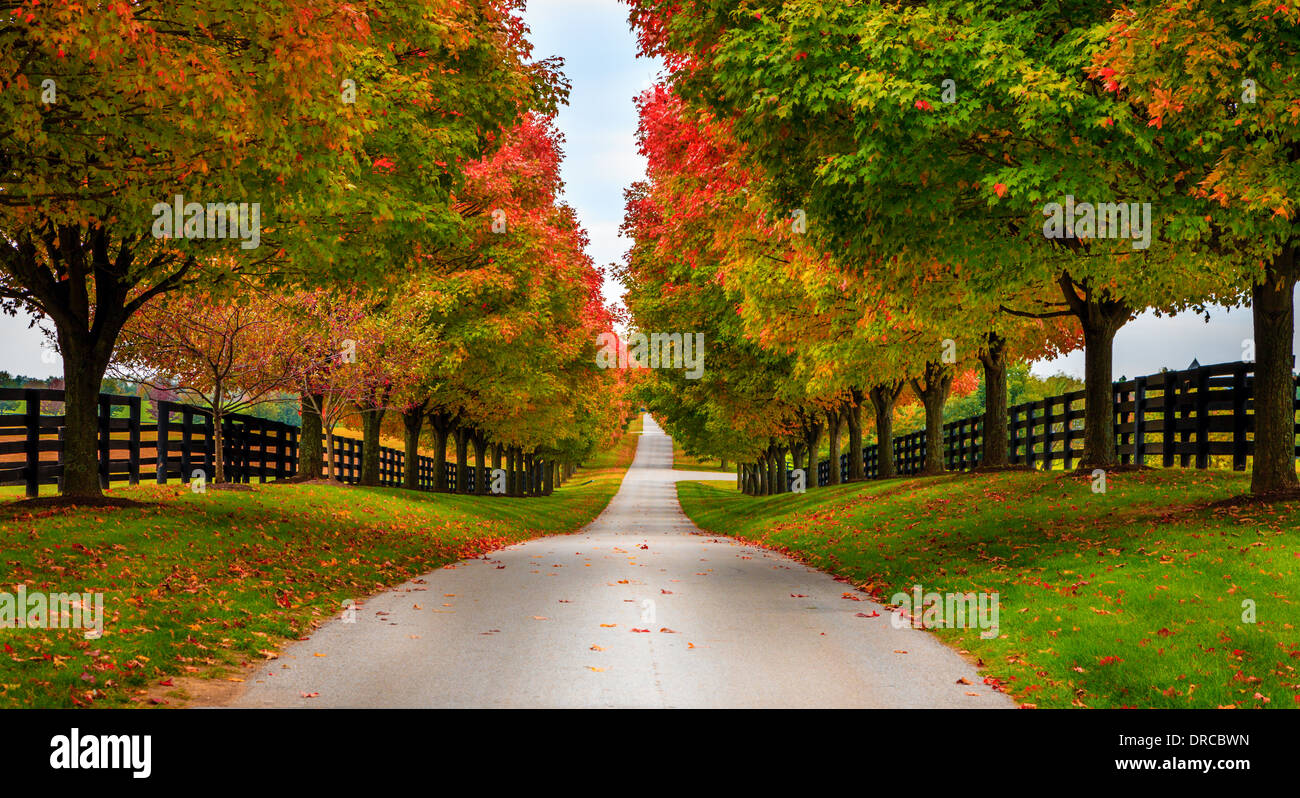 Road between horse farms in rural Kentucky Stock Photo - Alamy