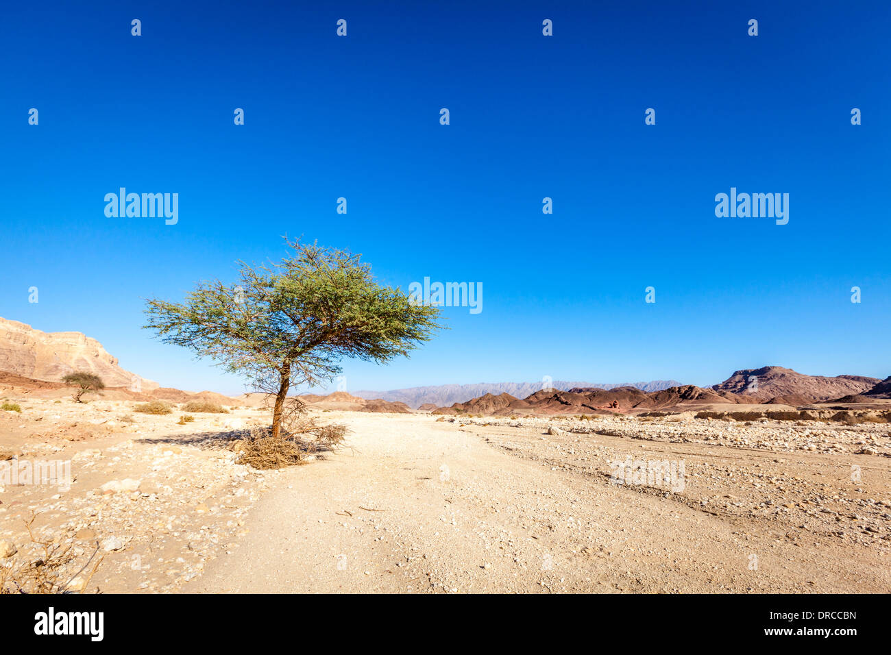 Timna national park hi-res stock photography and images - Alamy