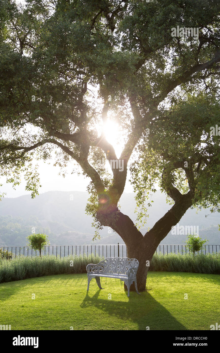 Bench under tree in calm park Stock Photo - Alamy