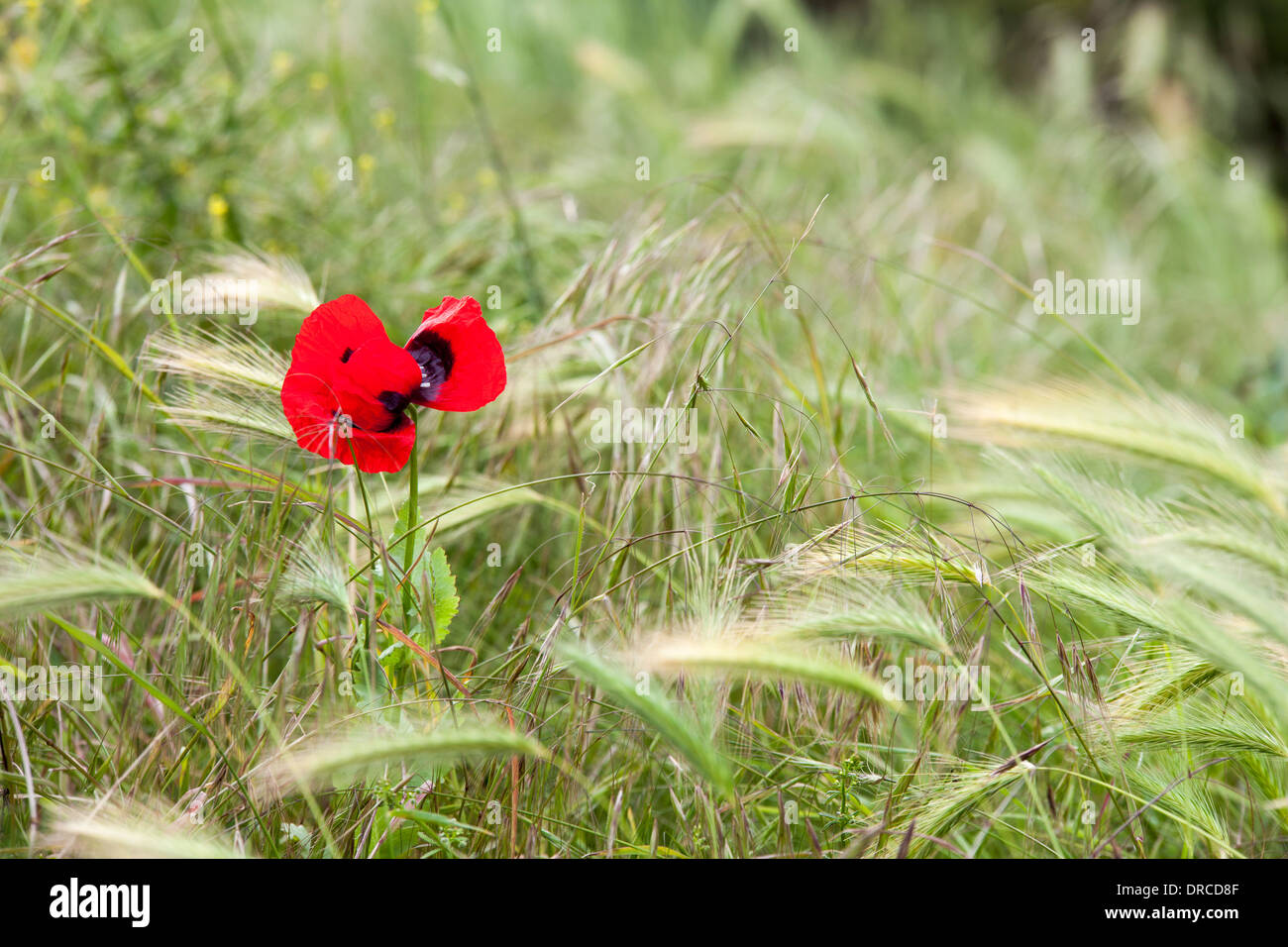English grasses hi-res stock photography and images - Alamy