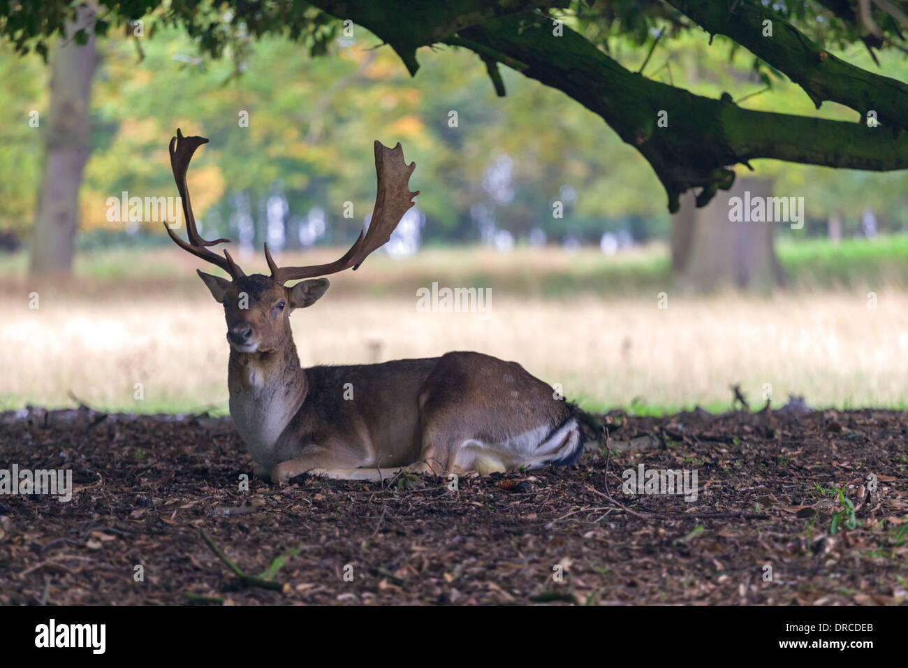 Holkham hall hi-res stock photography and images - Alamy