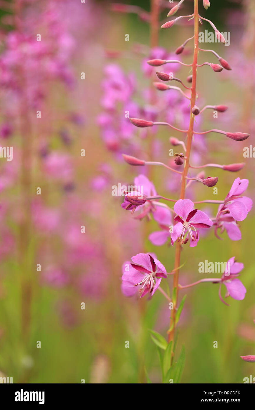 Sally-bloom at the forest edge close up. Lat. Chamerion angustifolium ...