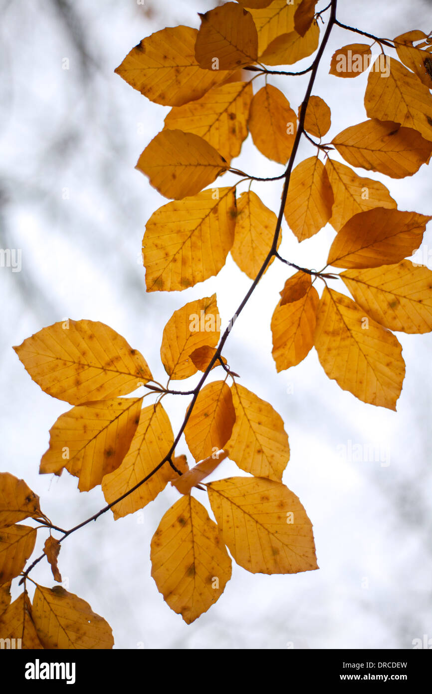 Backlit autumn tree hi-res stock photography and images - Alamy