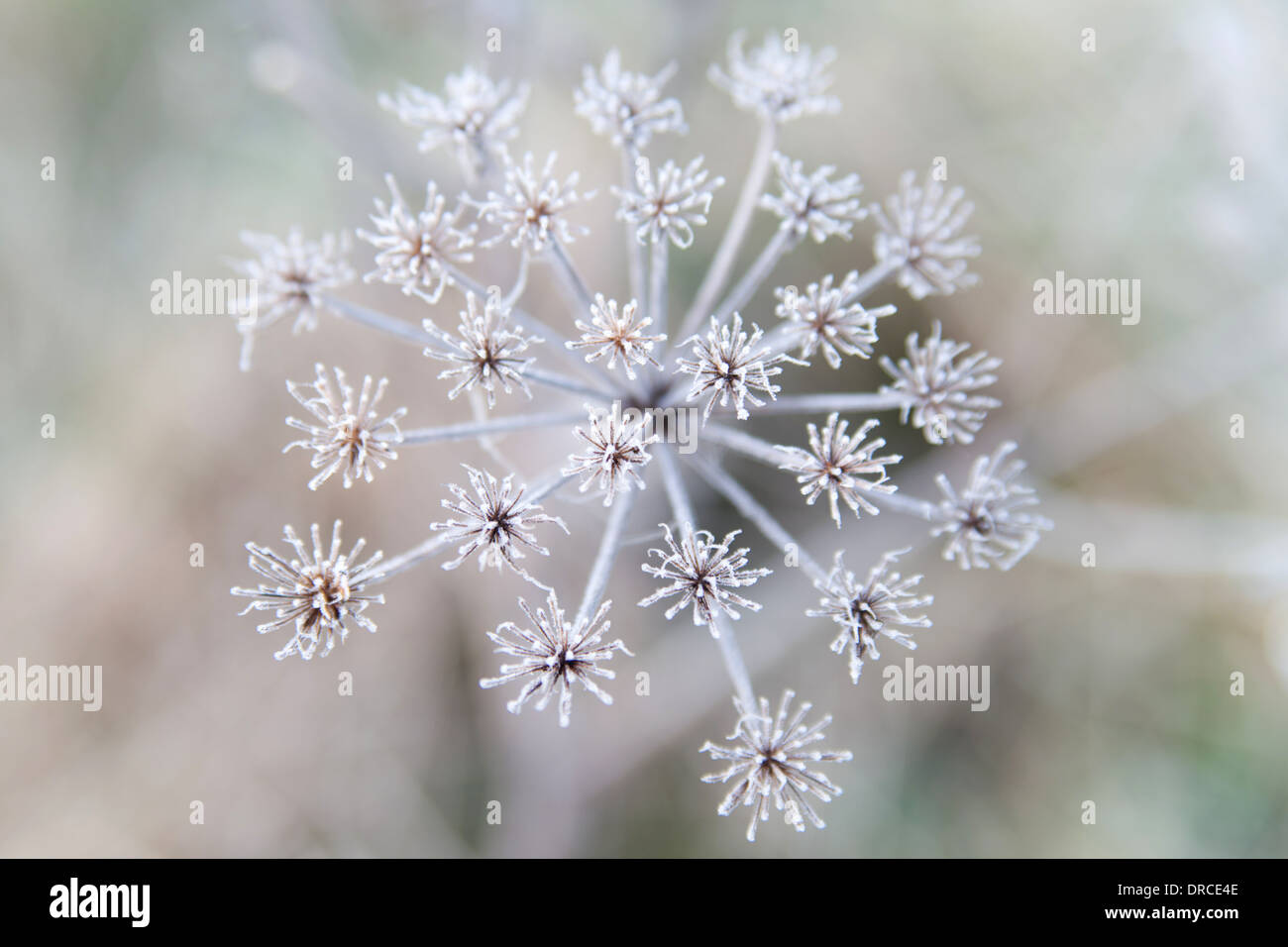 Symmetrical flower hi-res stock photography and images - Alamy