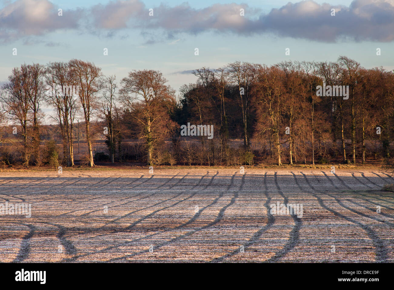 Frosty fields at Wandlebury Country Park, Cambridge, England, UK Stock ...