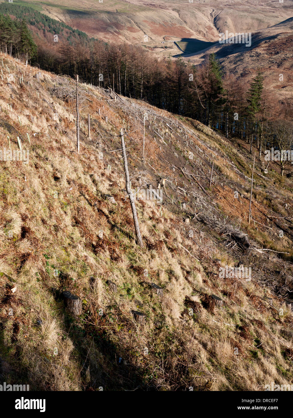 Land cleared of pine trees, Greenfield,Saddleworth, Oldham,Lancashire ...