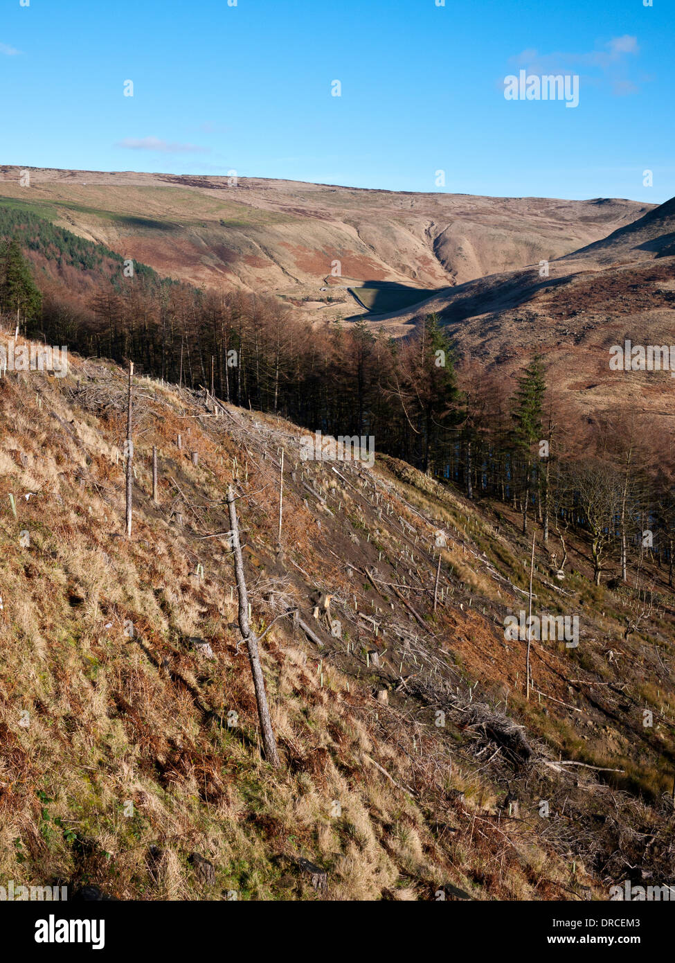 Land cleared of pine trees, Greenfield,Saddleworth,Oldham,Lancashire,UK ...