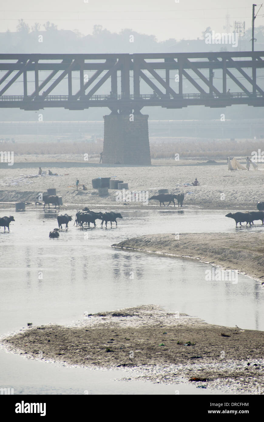 River and cow hi-res stock photography and images - Alamy