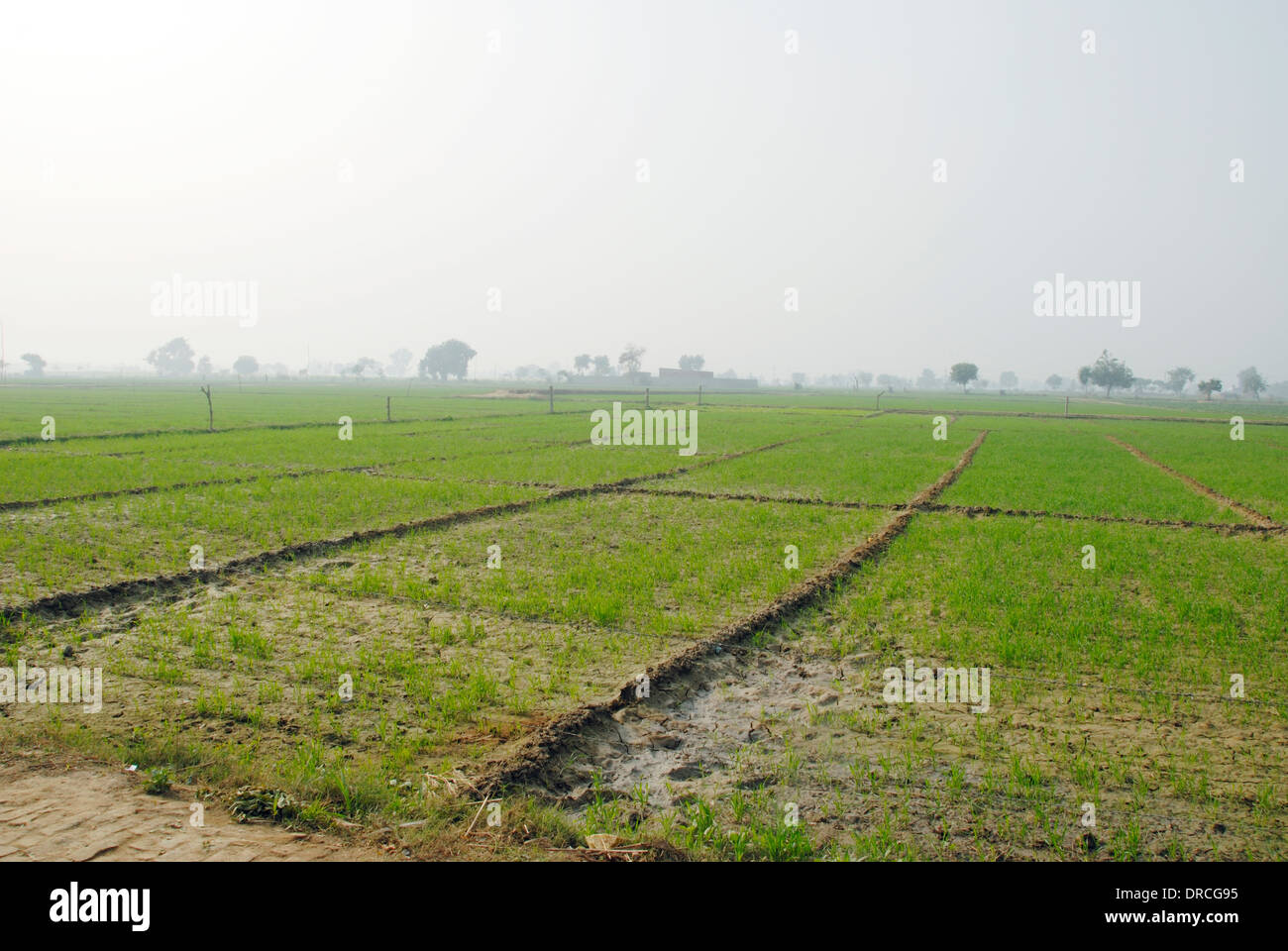 Rice field in india hi-res stock photography and images - Alamy