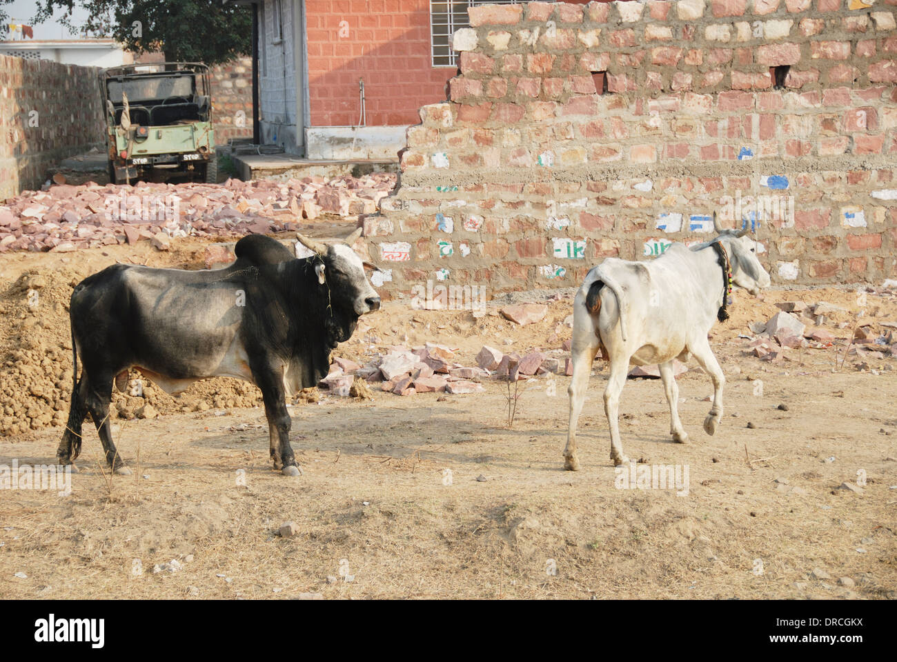 Two goats walking in India Stock Photo - Alamy