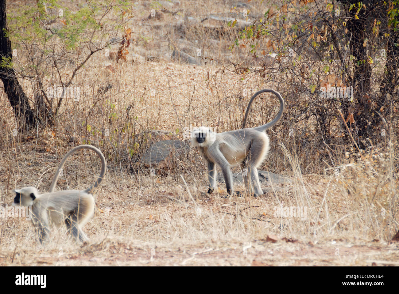 Wild monkeys in India Stock Photo - Alamy