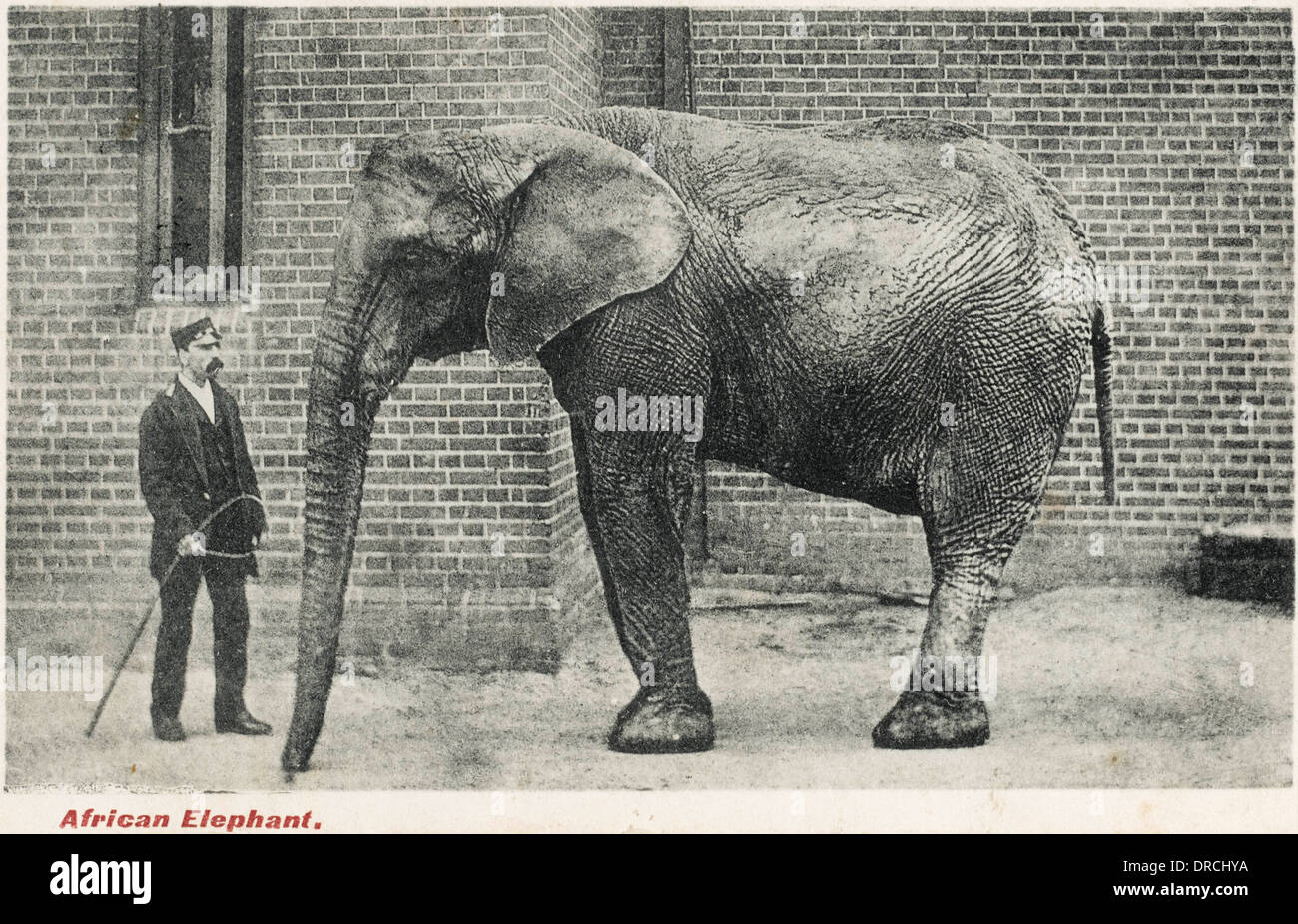 African Elephant and Zoo Keeper Stock Photo - Alamy