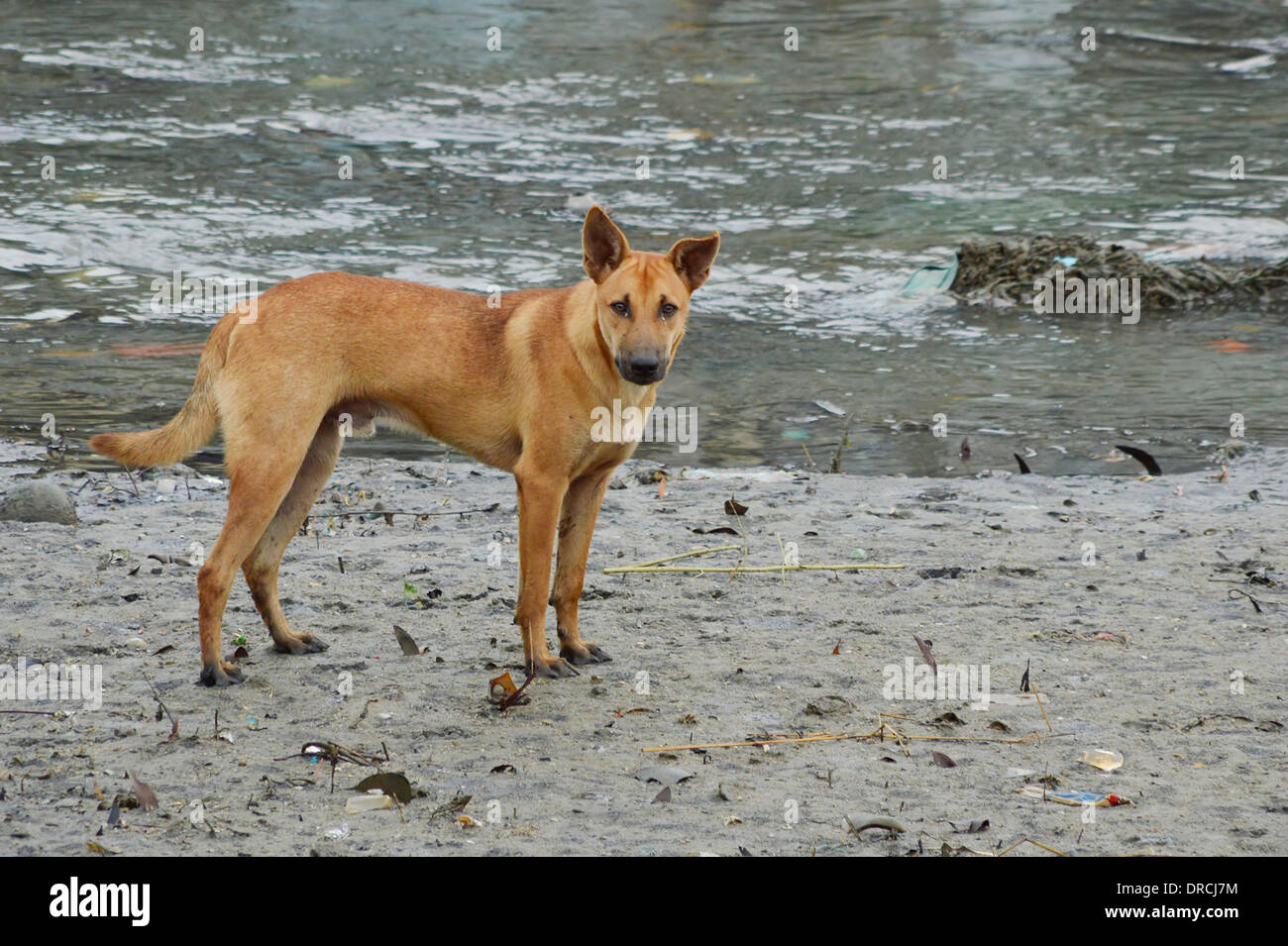 Murky brown hi-res stock photography and images - Alamy