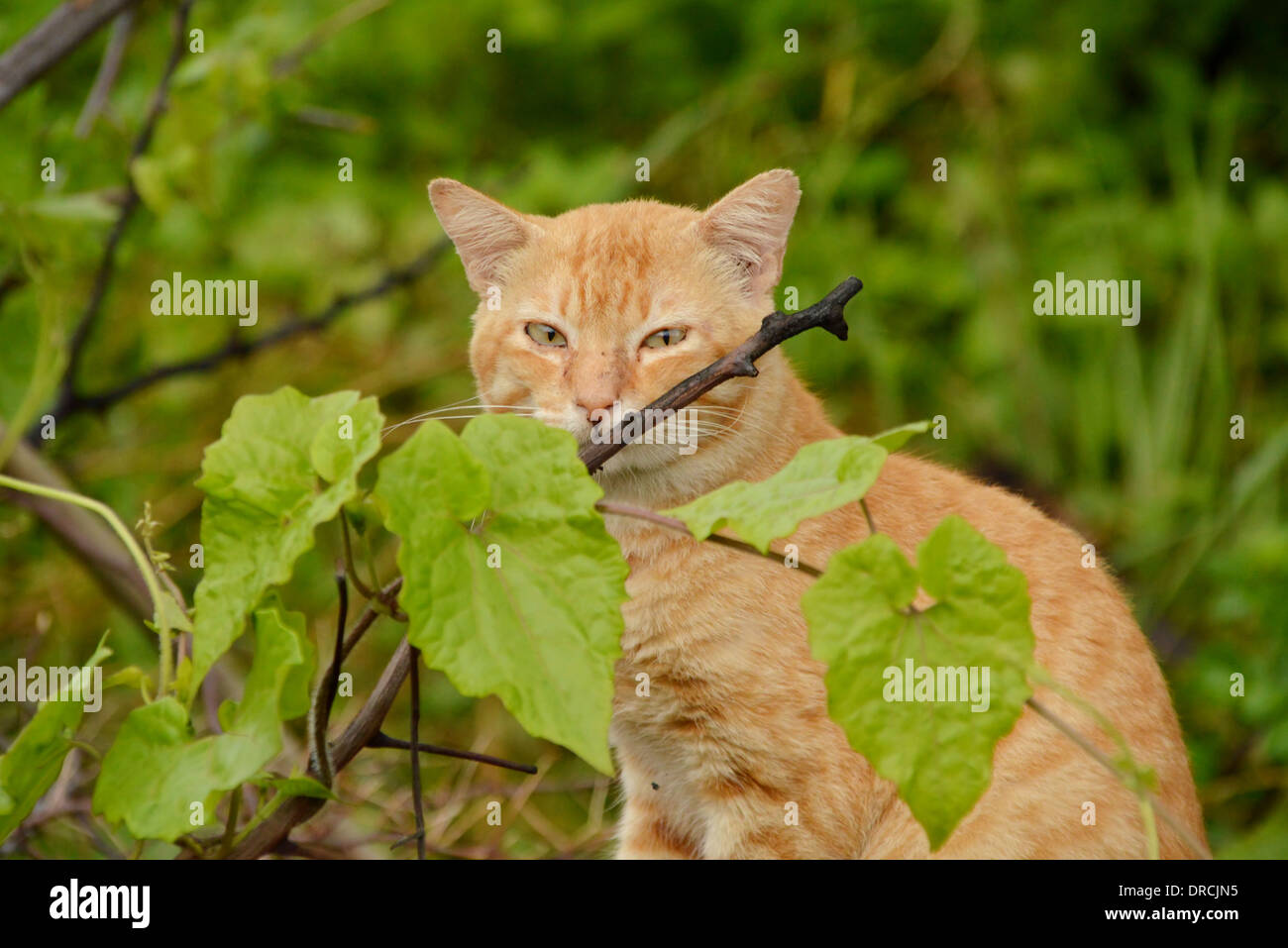 An Orange Cat Stock Photo - Alamy