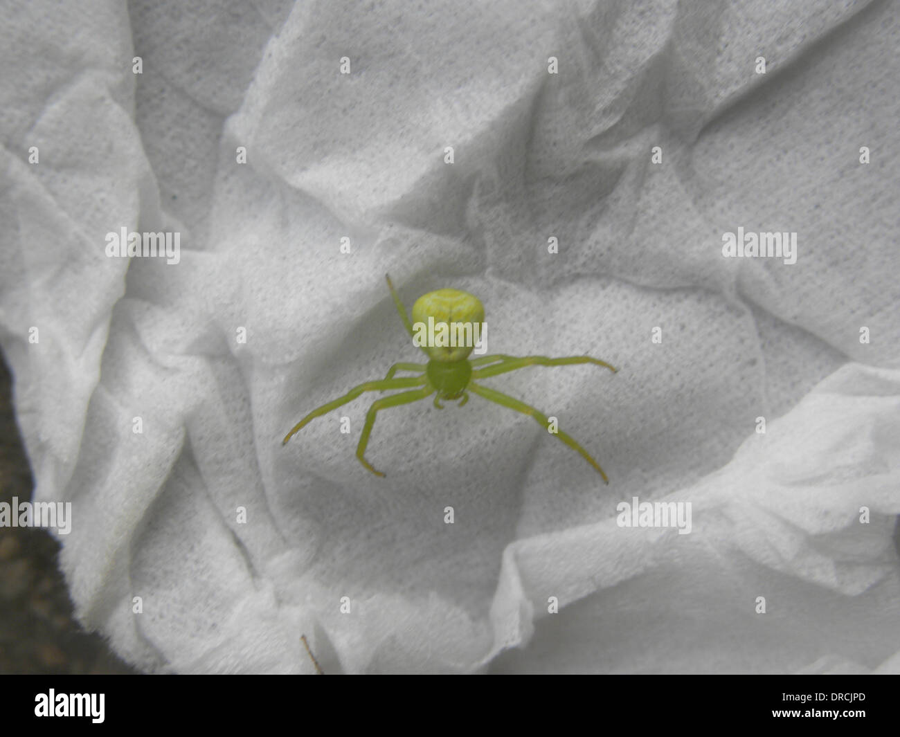 Human Spiders A farmer came across these translucent spiders. These ...