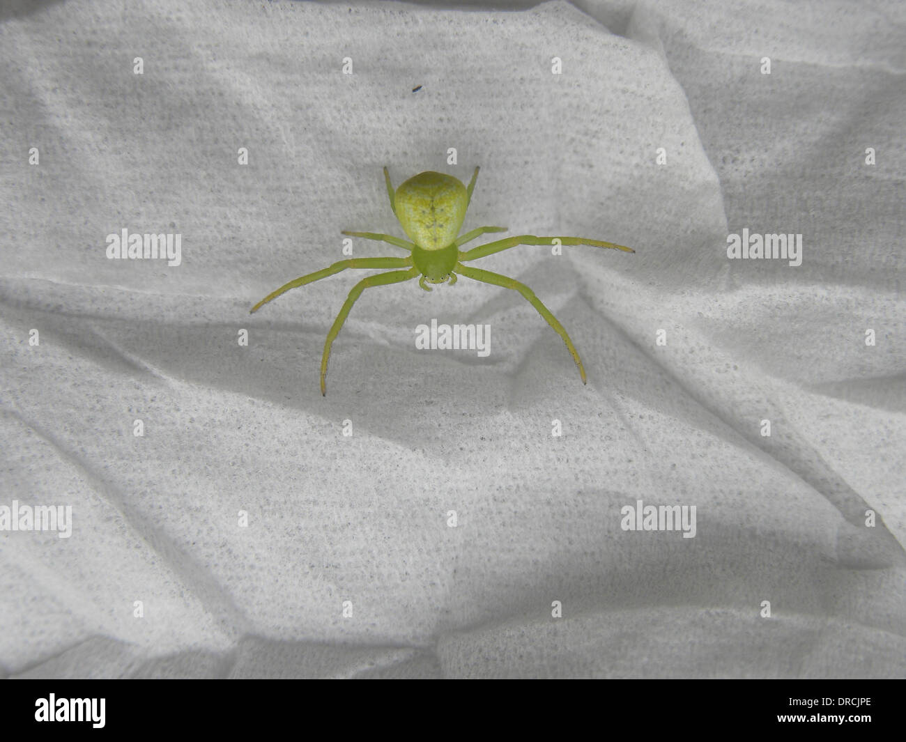 Human Spiders A farmer came across these translucent spiders. These ...