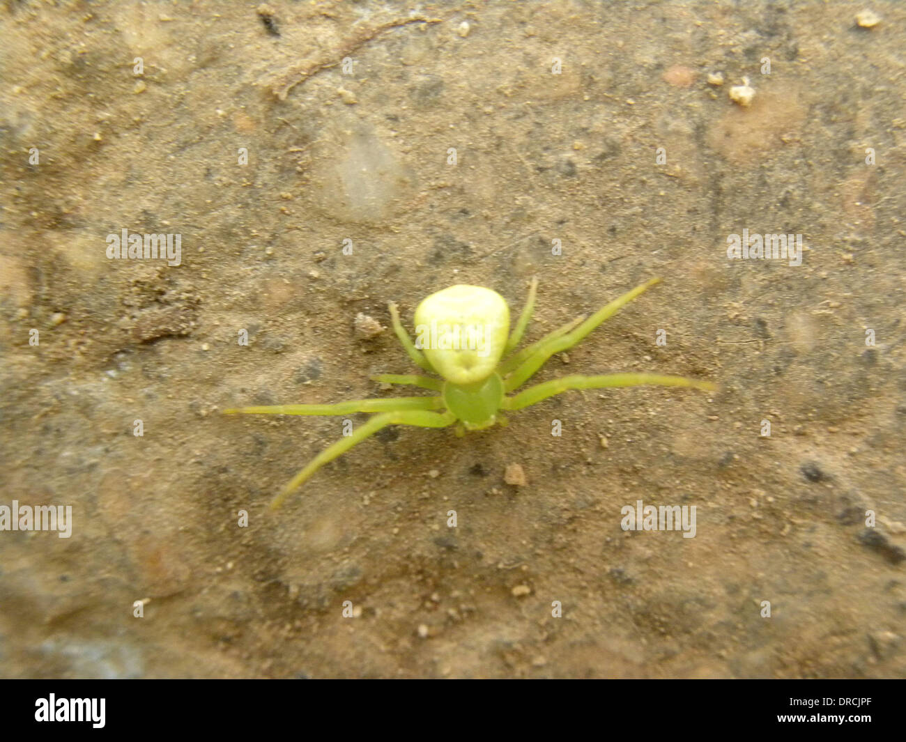 Human Spiders A farmer came across these translucent spiders. These ...