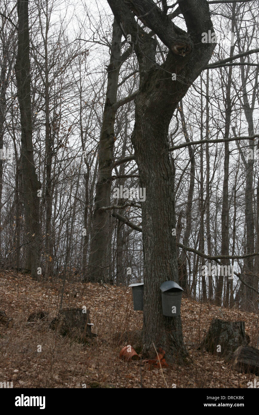 Tapped maple tree hi-res stock photography and images - Alamy