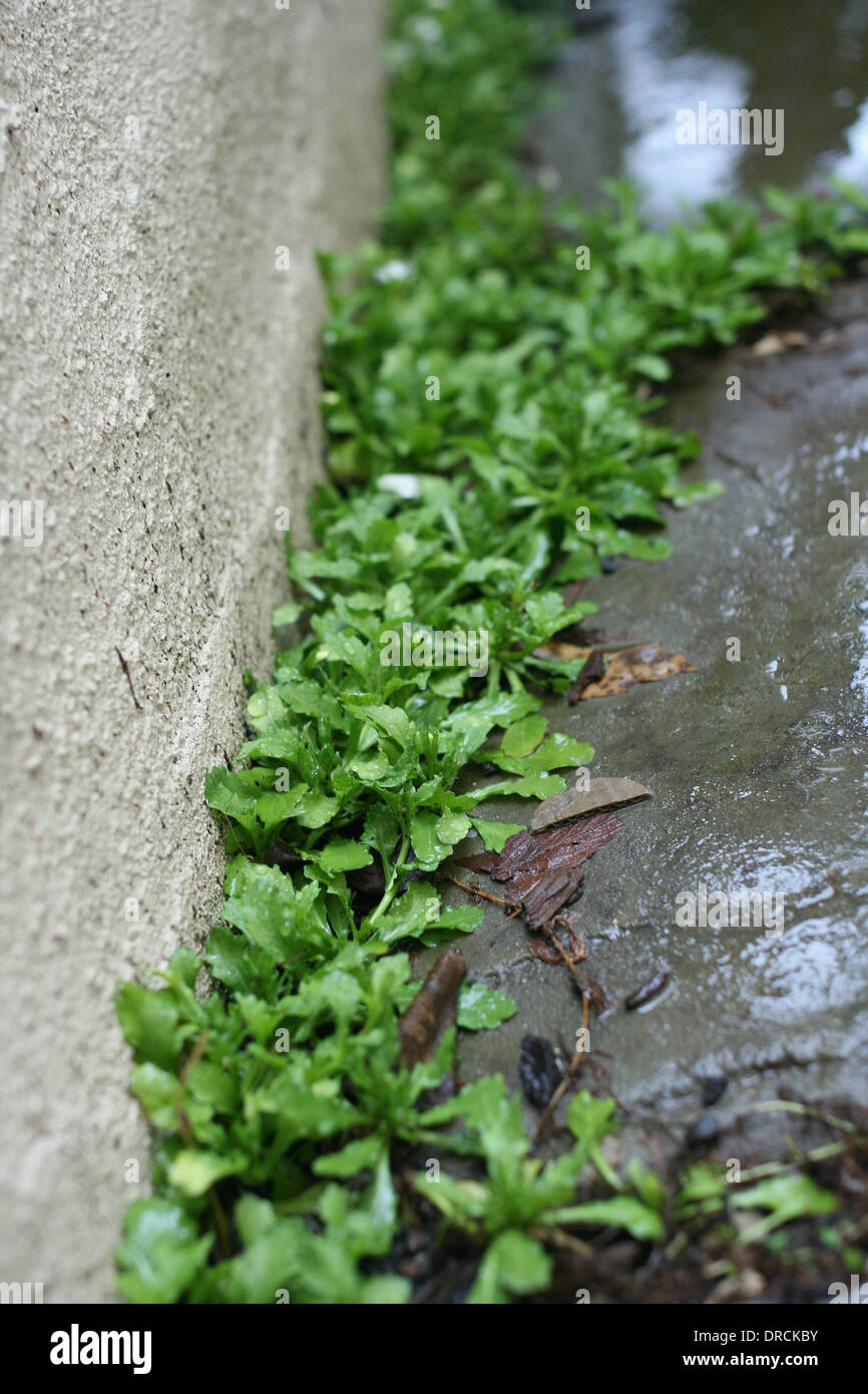 Creeping ground cover hi-res stock photography and images - Alamy