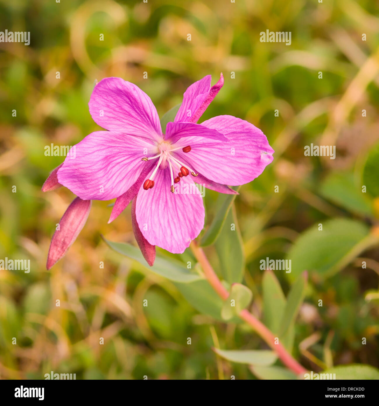 Dwarf fireweed (Epilobium latifolium), Canadian Arctic Stock Photo - Alamy