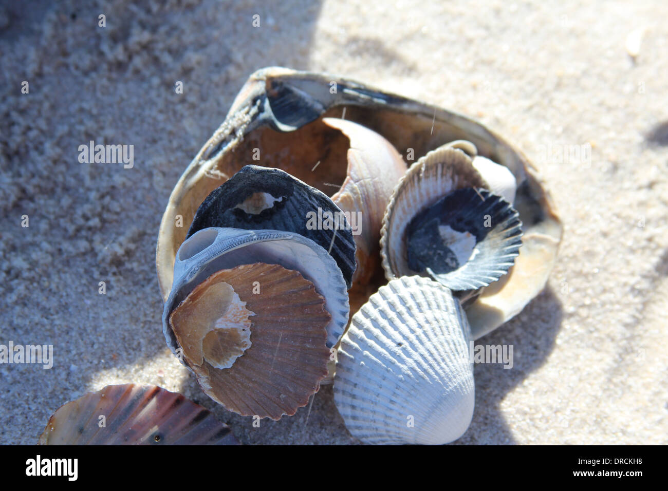 Clam shells on the beach hi-res stock photography and images - Alamy