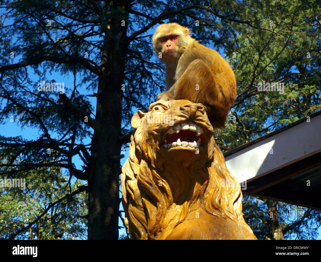 Rhesus macaque monkey, temple entrance, Jakhoo/Jakhu Hill, Shimla, Himachal Pradesh, N India ...