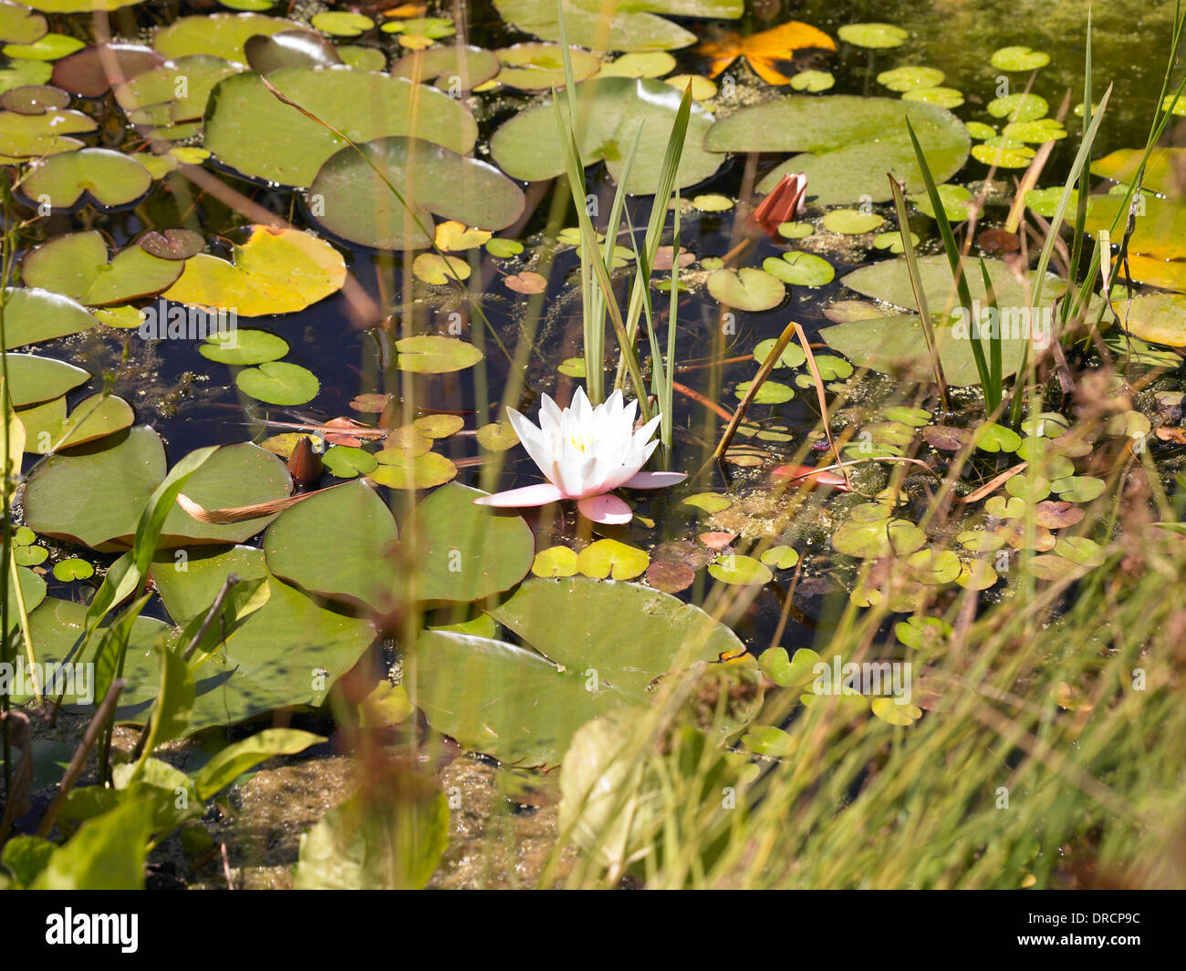 Duck weed flower hi-res stock photography and images - Alamy
