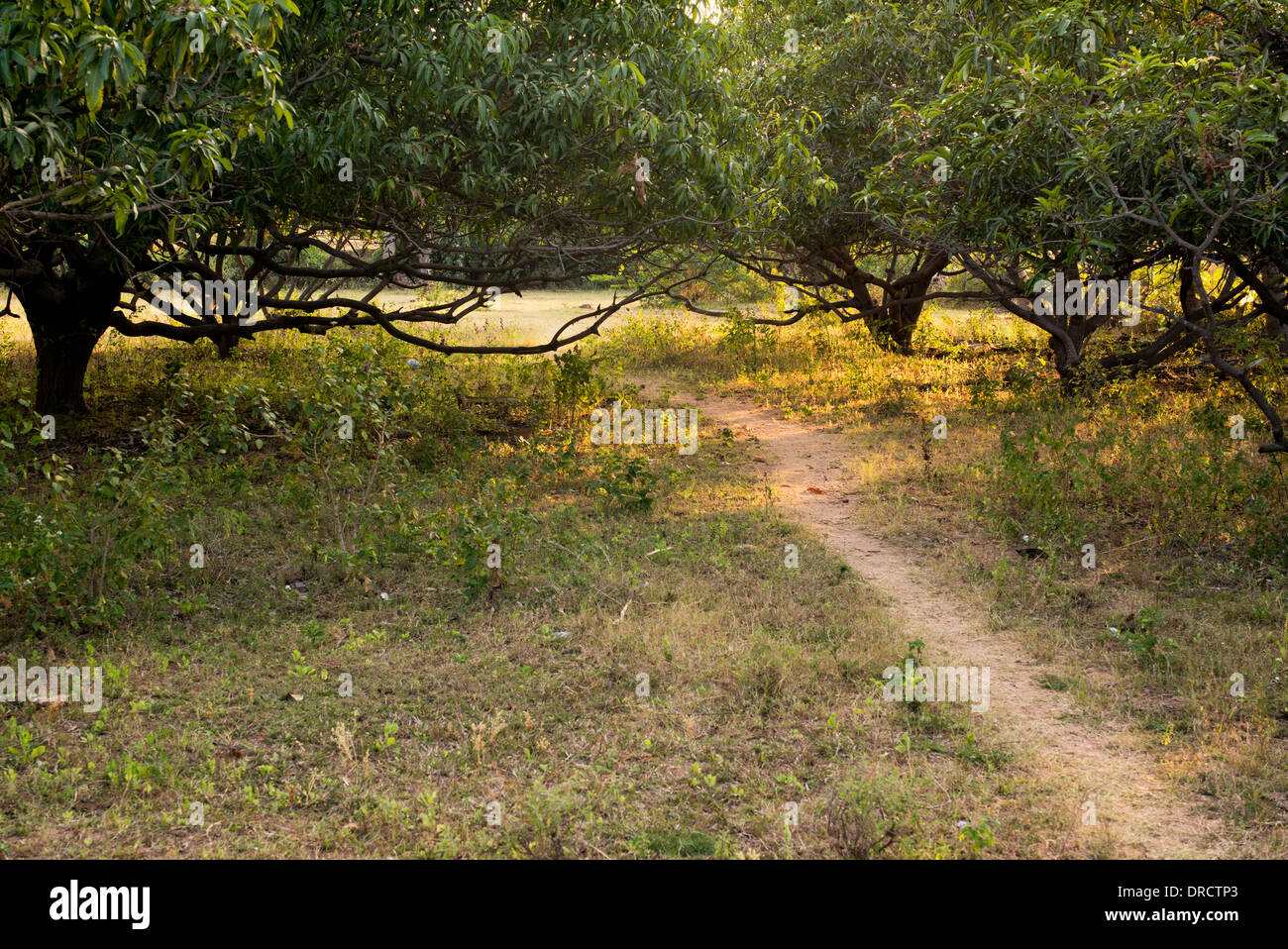 Pathway through Mango trees in the south Indian countryside. Andhra ...