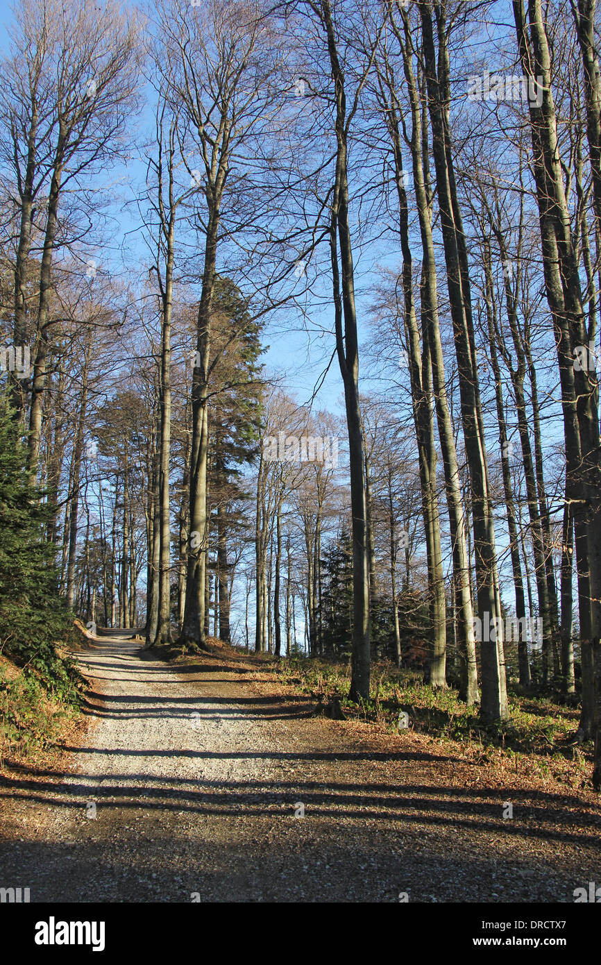 A Hiking Trail in the high beech forest Stock Photo - Alamy